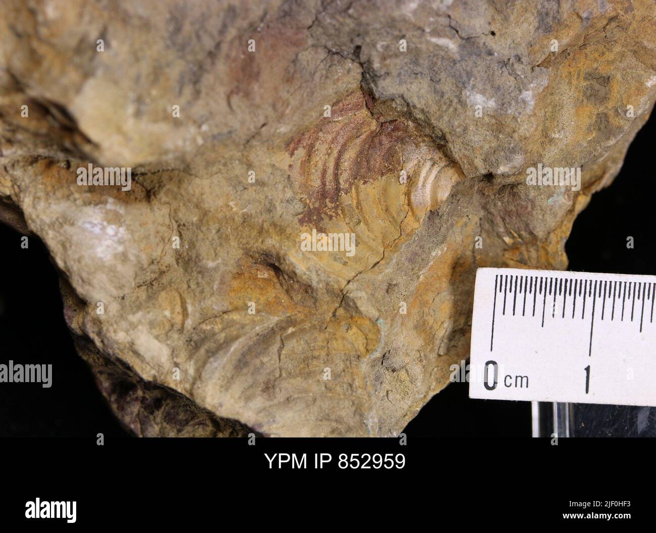 Inoceramus cf acutiplicata animalia Banque de photographies et d’images ...