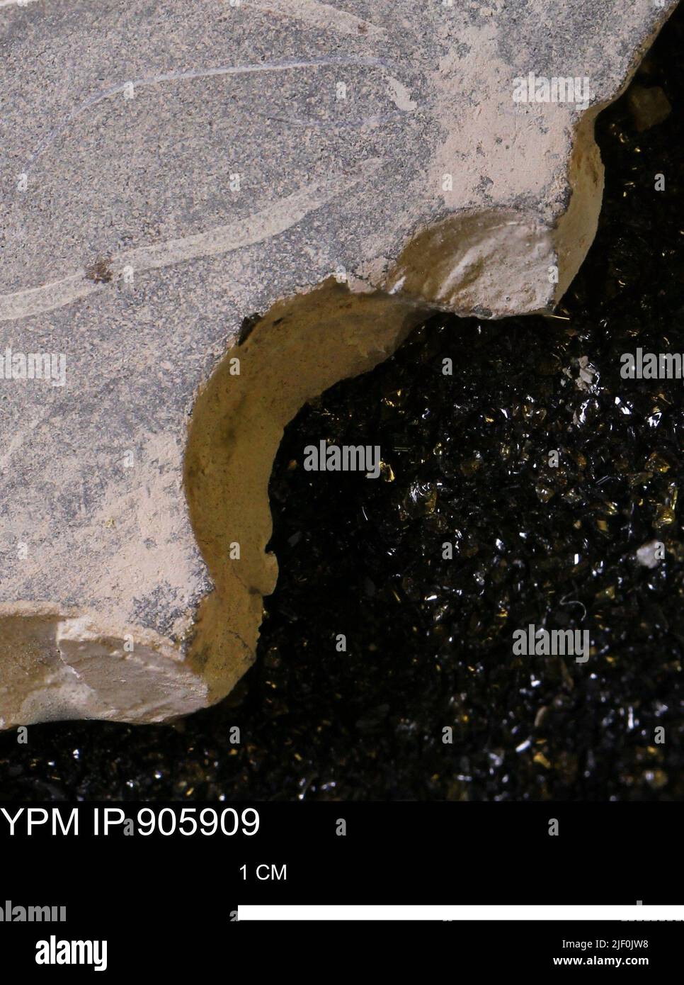 Undet bivalvia animalia Banque de photographies et d’images à haute ...