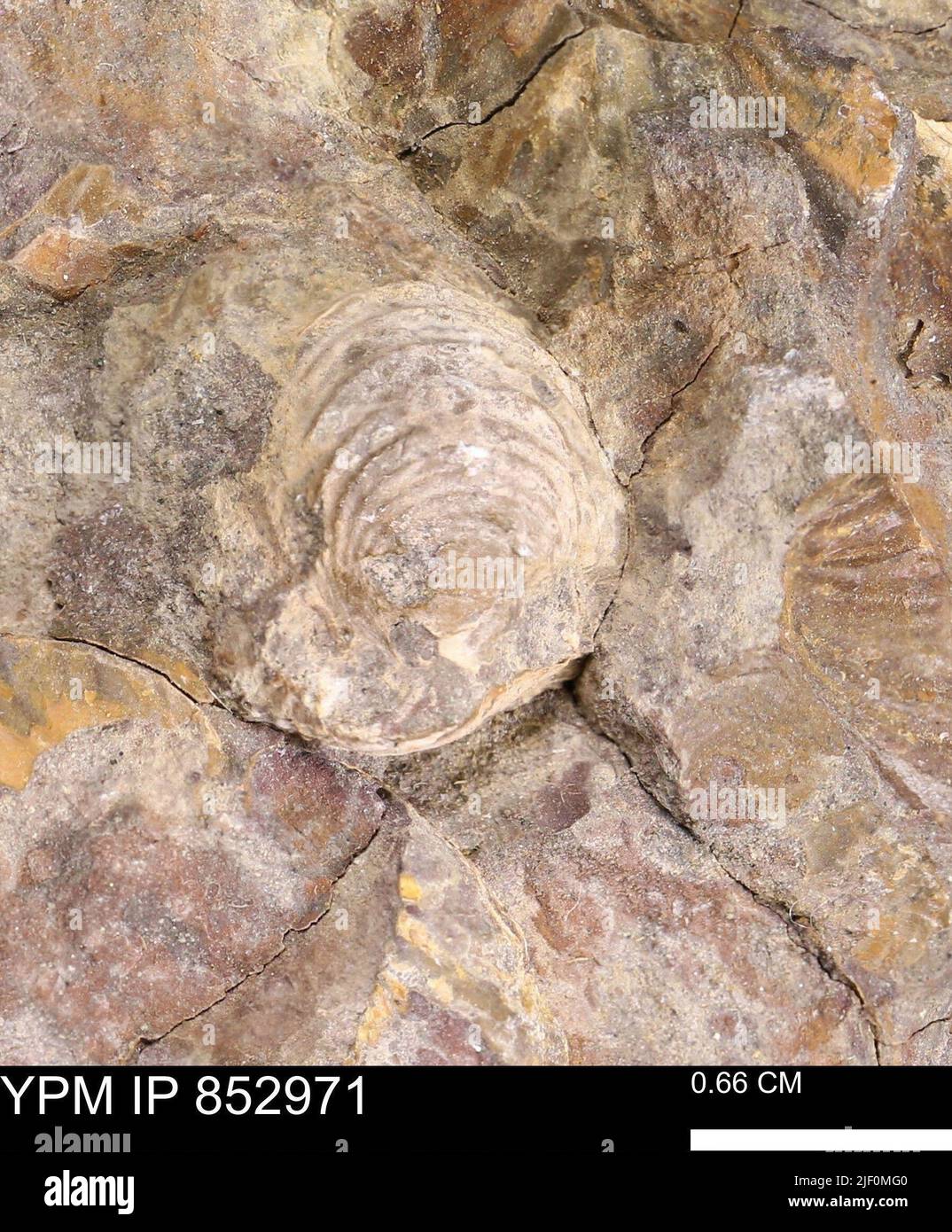 Inoceramus cf acutiplicata animalia Banque de photographies et d’images ...