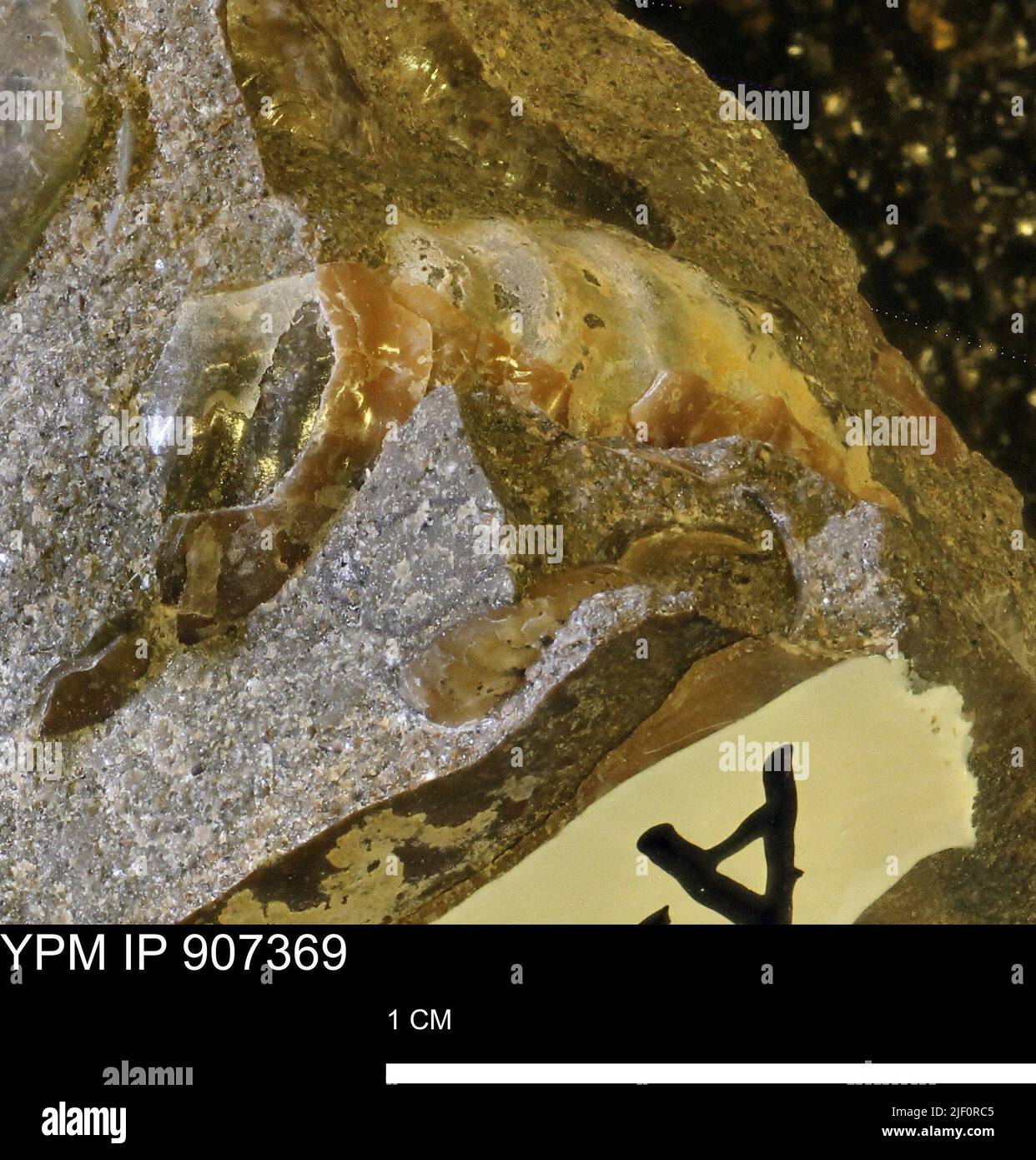 Undet scaphitidae animalia Banque de photographies et d’images à haute ...