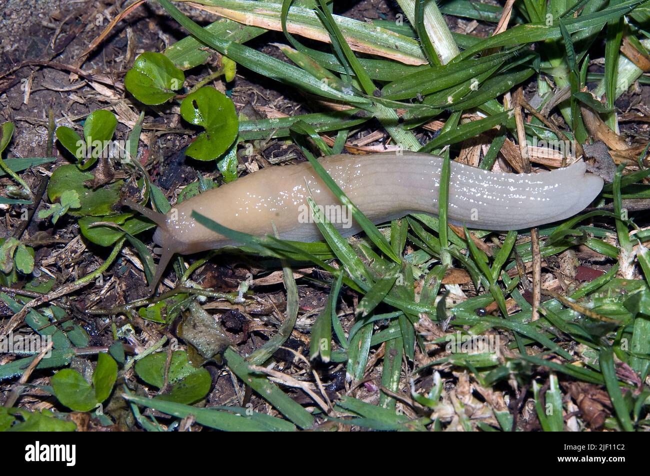 Risque terrestre Banque de photographies et d’images à haute résolution ...