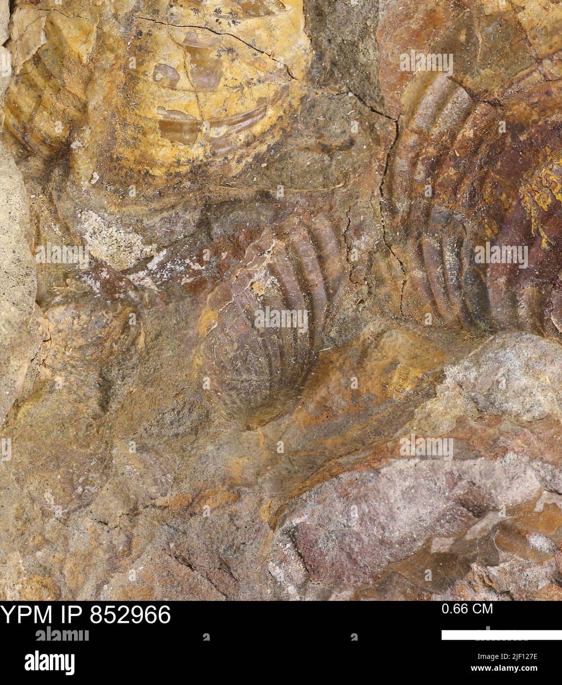 Inoceramus cf acutiplicata animalia Banque de photographies et d’images ...