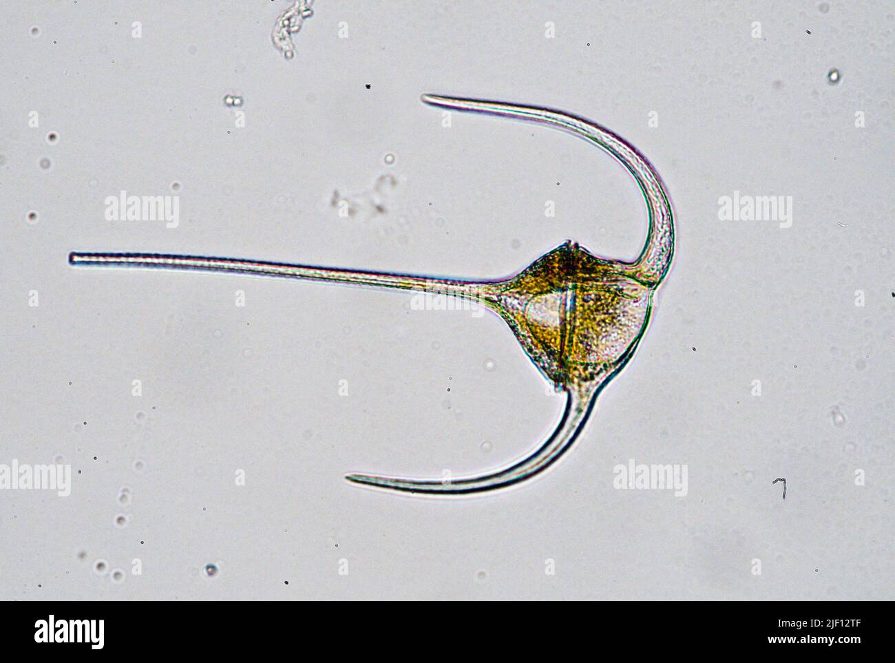 C tripos Banque de photographies et d’images à haute résolution - Alamy