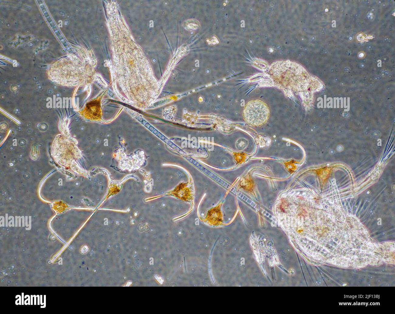 Plancton microscope Banque de photographies et d’images à haute ...