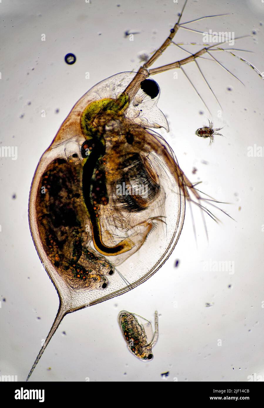 Daphnea sp Banque de photographies et d’images à haute résolution - Alamy
