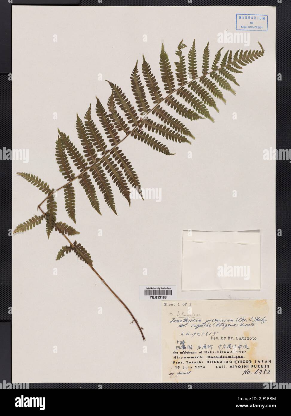 Globigerina bulloides Banque de photographies et d’images à haute ...