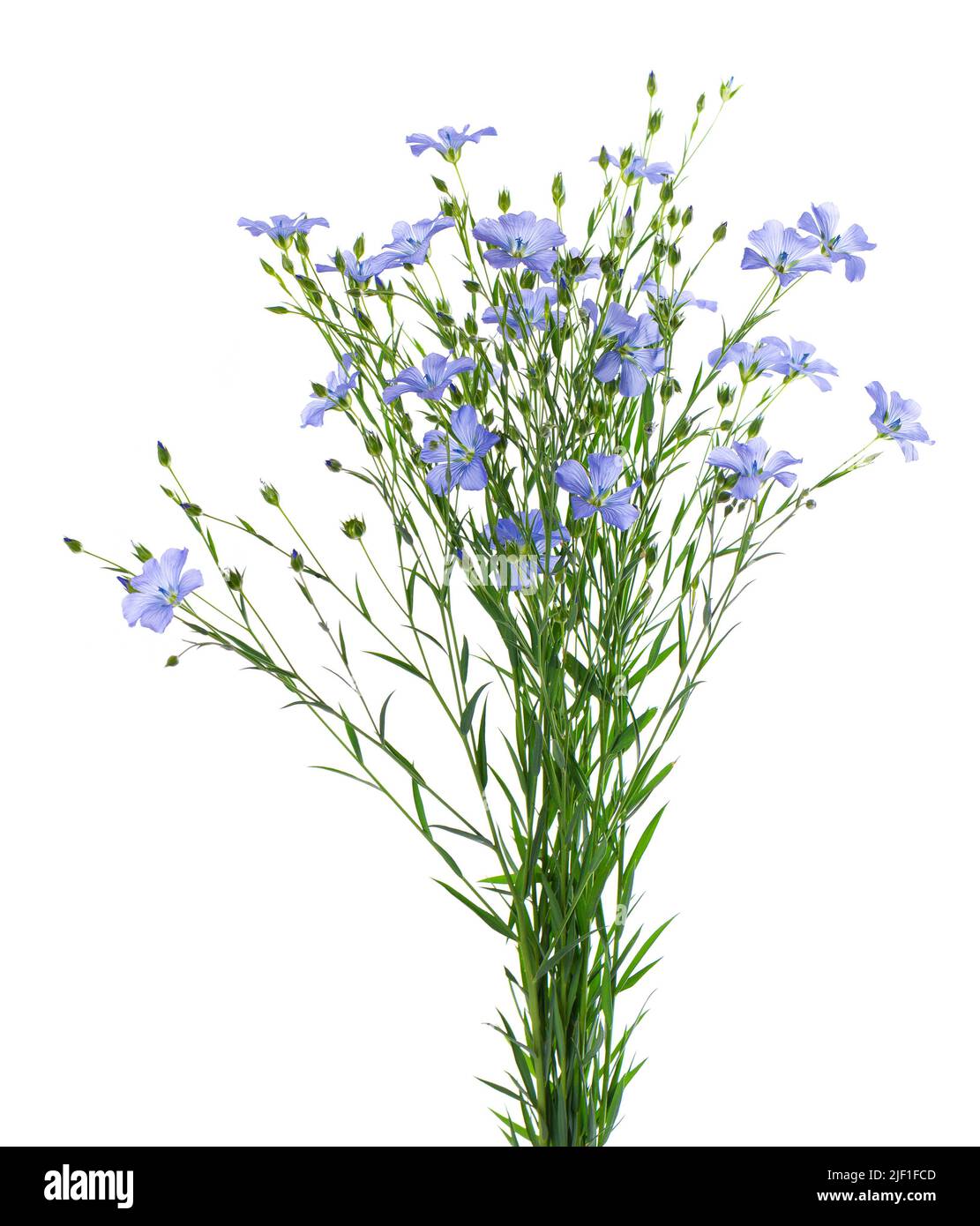 Fleurs de lin isolées sur fond blanc. Bouquet de lin commun bleu, lin ...
