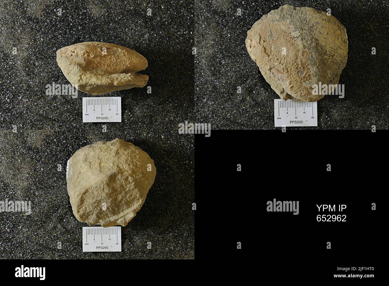 Undet bivalvia animalia Banque de photographies et d’images à haute ...