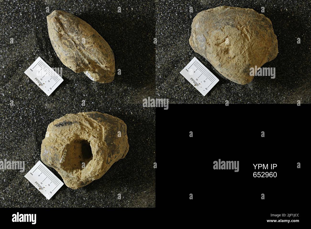 Undet bivalvia animalia Banque de photographies et d’images à haute ...