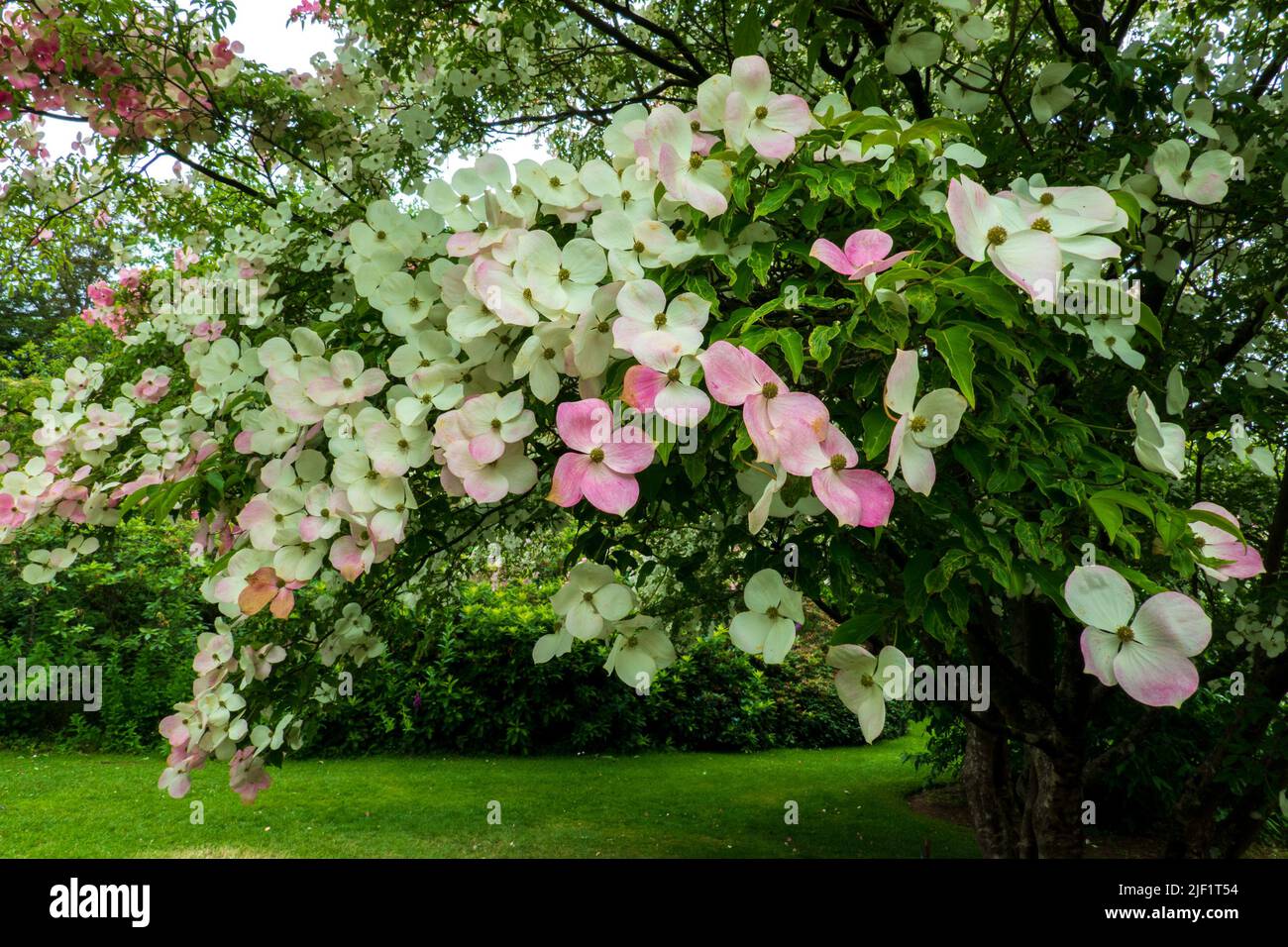 Cornus, arbre en bois de chien, en fleur, hybride de Cornus Kousa et ...