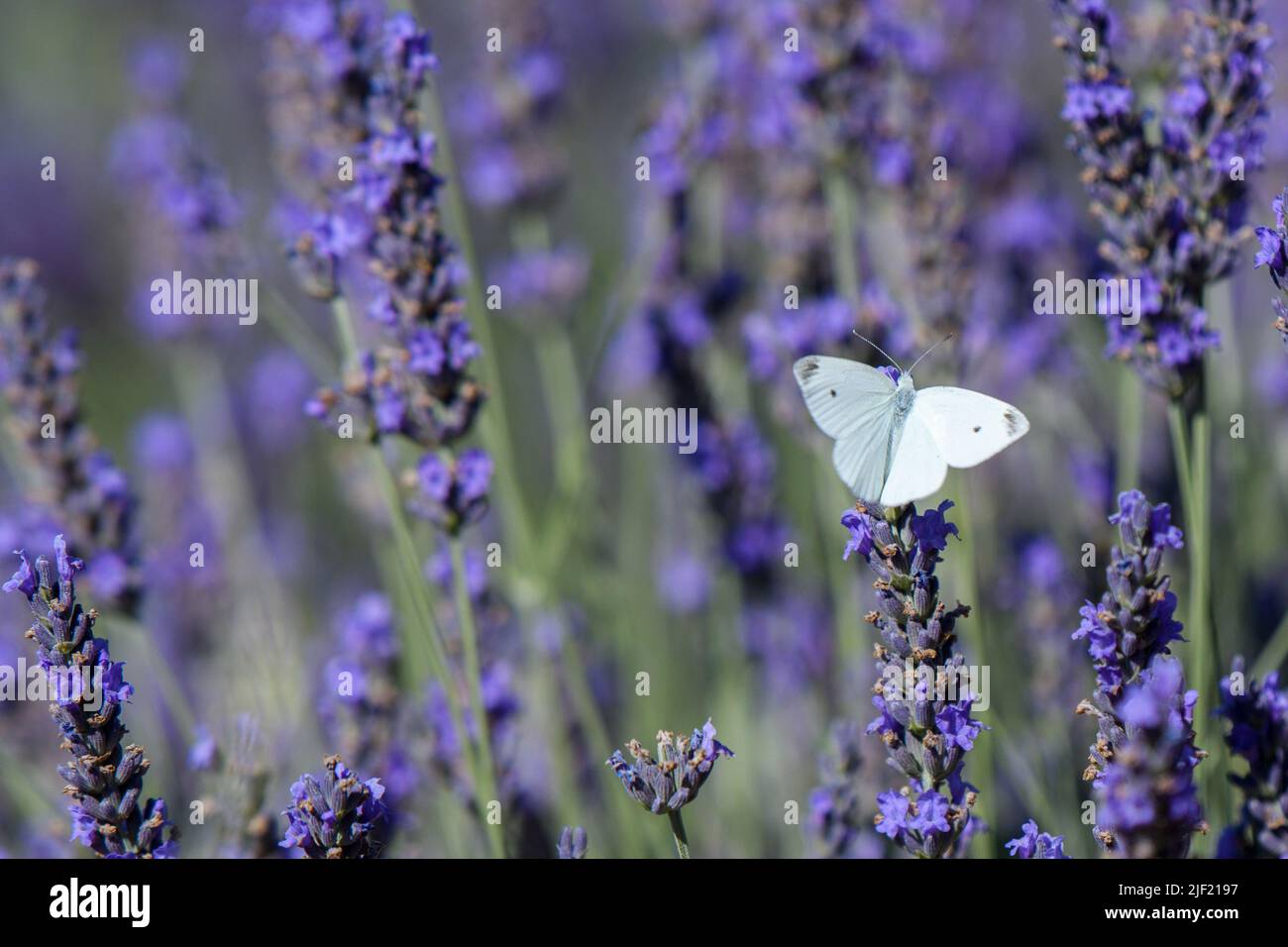 (220628) -- HAUTEURS DU GOLAN, 28 juin 2022 (Xinhua) -- photo prise sur ...