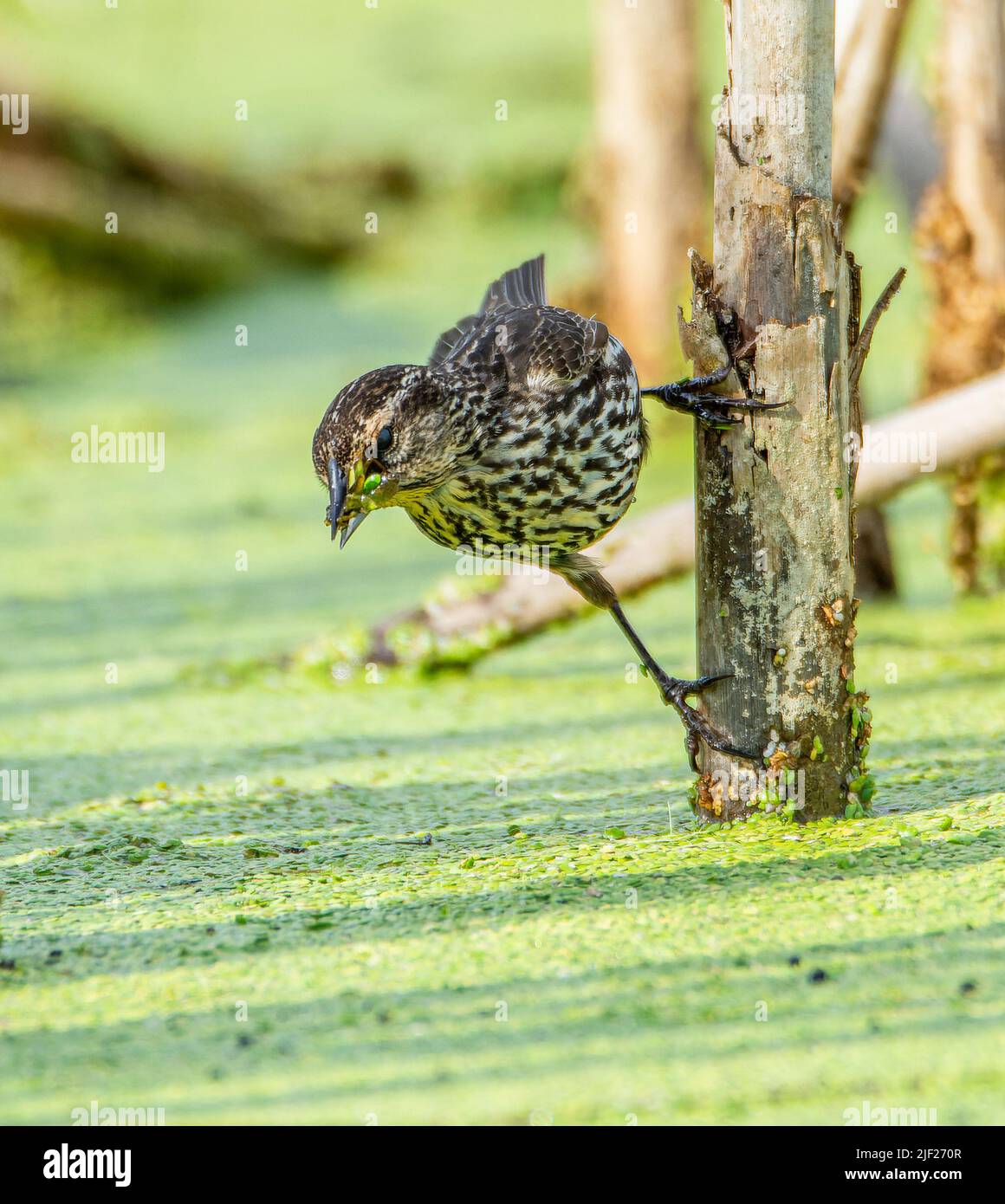 Insecte de zone humide Banque de photographies et d’images à haute ...