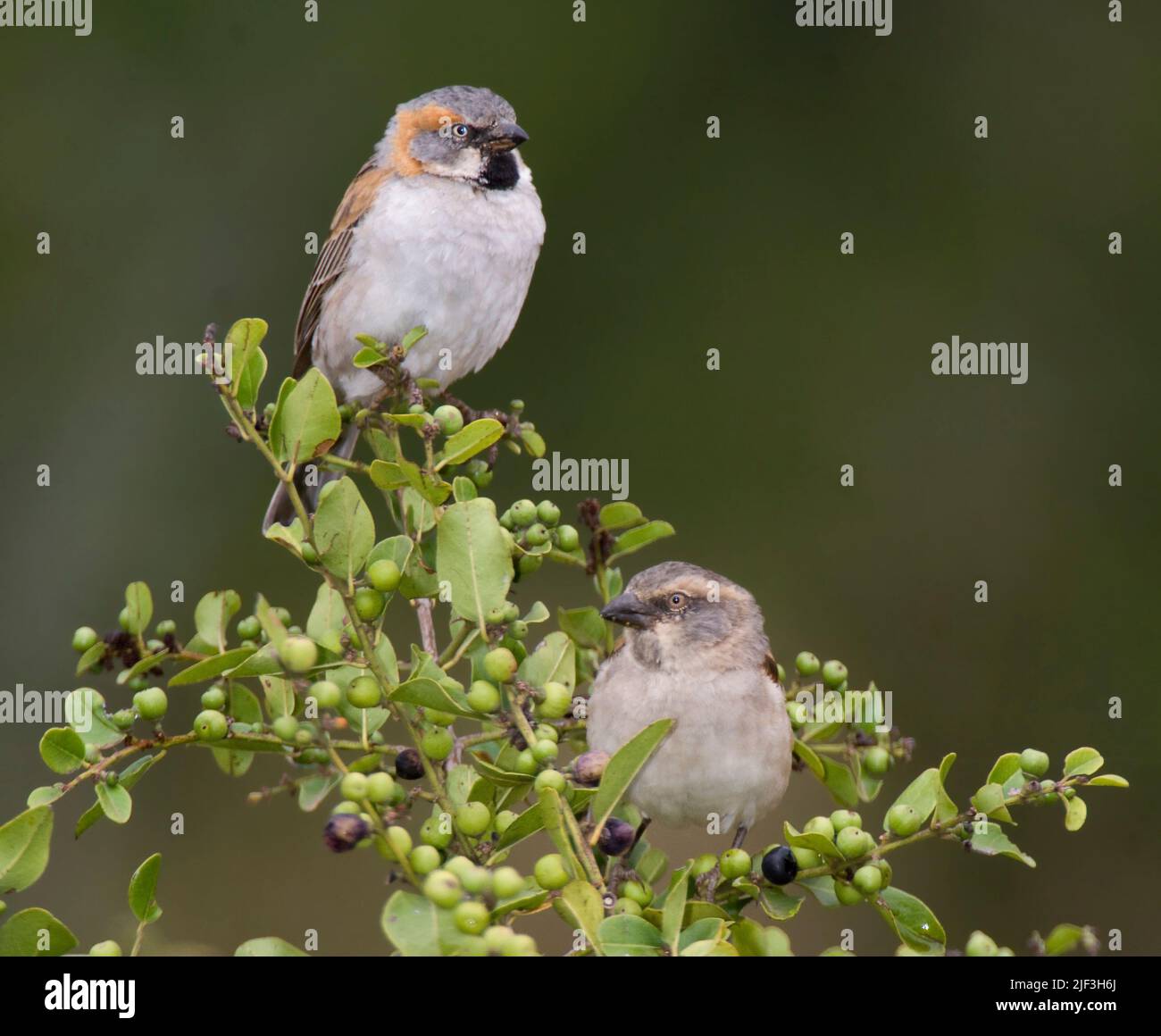 Passer rufocinctus Banque de photographies et d’images à haute ...