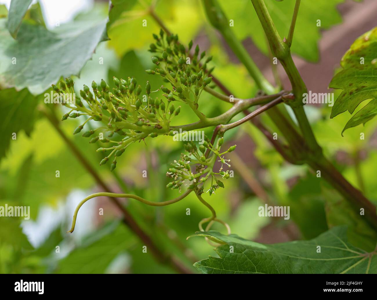 Pollinisation par le vent Banque de photographies et d’images à haute ...