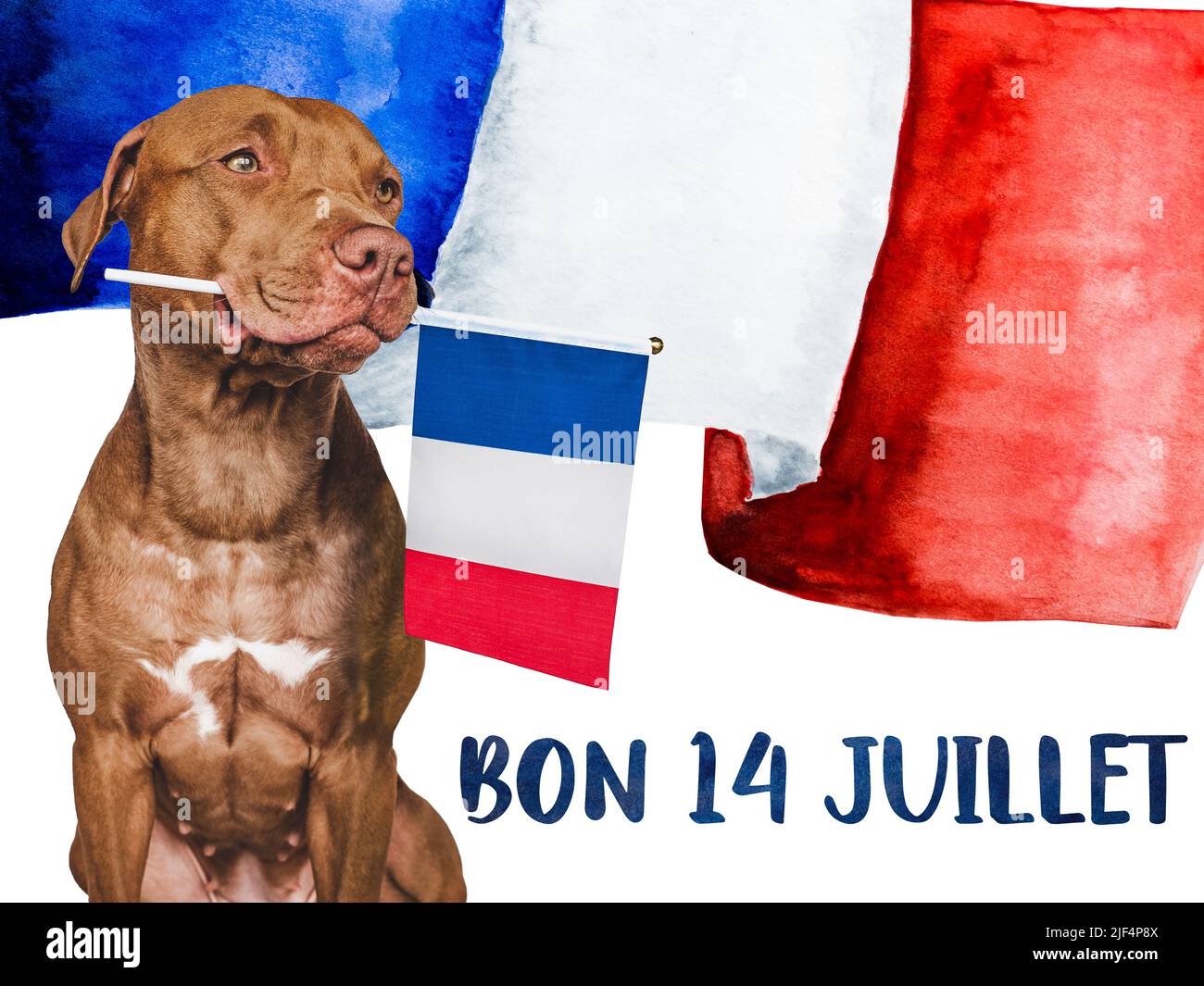 Adorable chien adorable et drapeau français. Gros plan, intérieur ...
