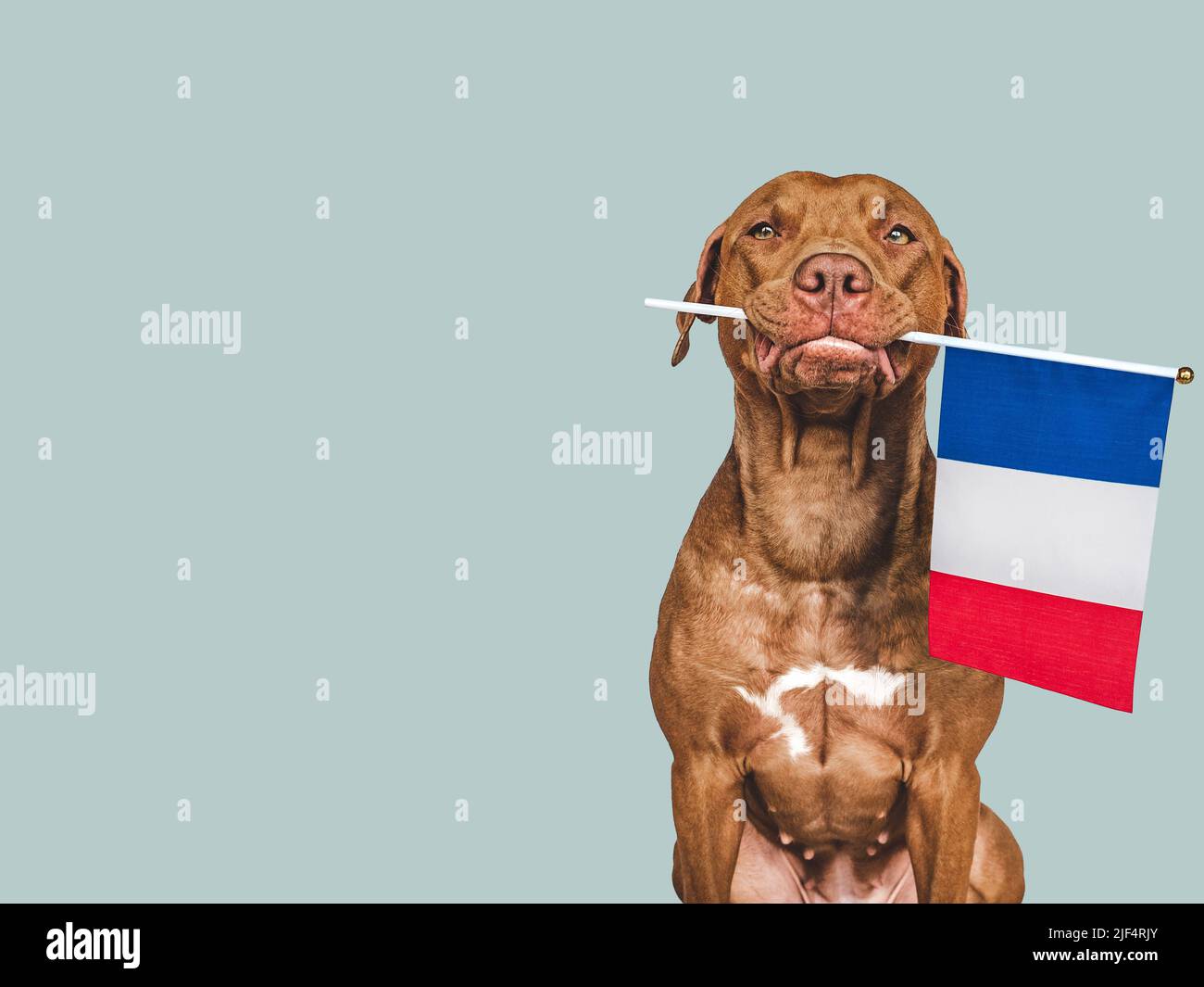 Adorable chien adorable et drapeau français. Gros plan, intérieur ...