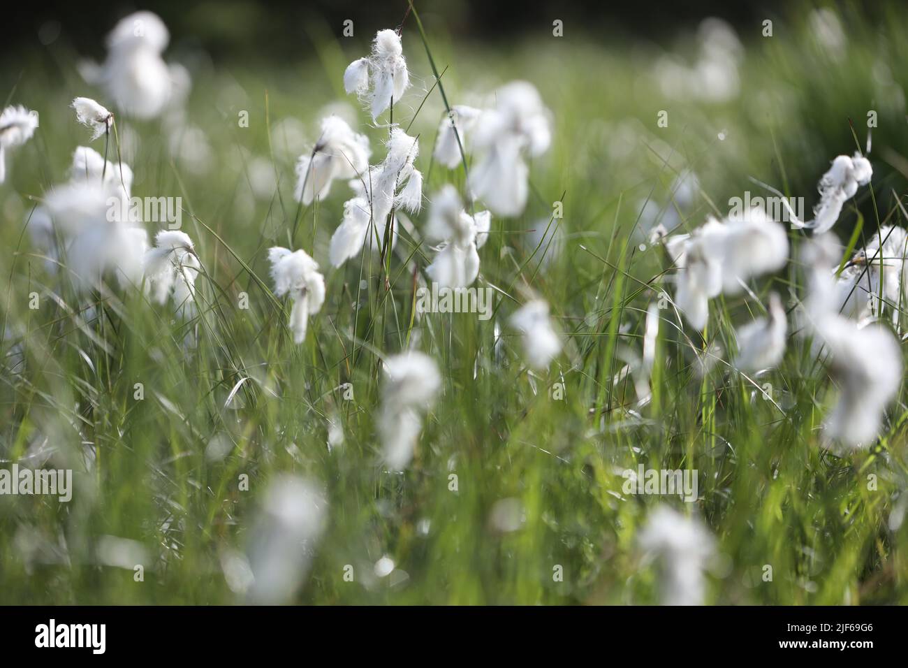 épis de fructification Banque de photographies et d’images à haute ...