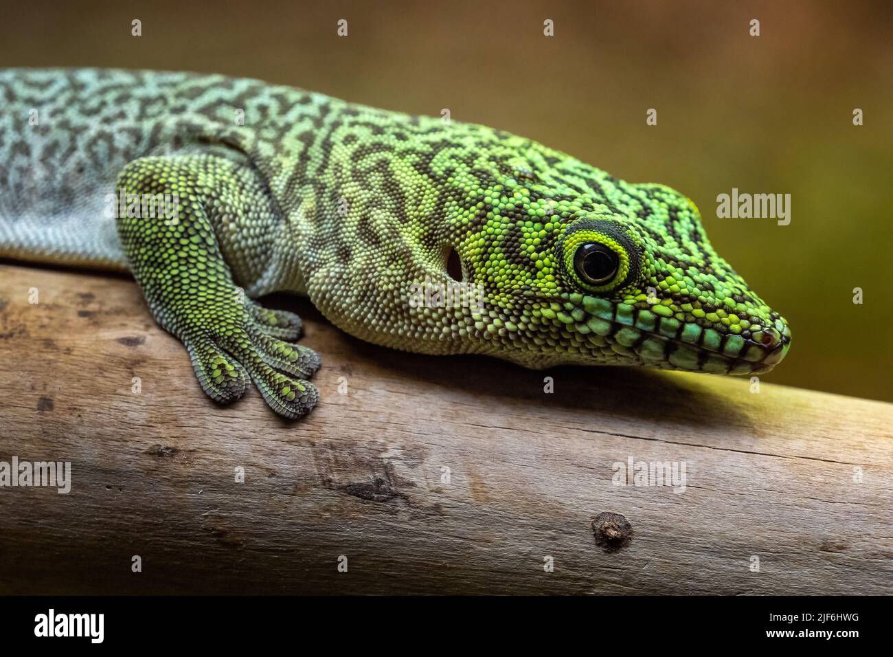 Standings day gecko Banque de photographies et d’images à haute ...