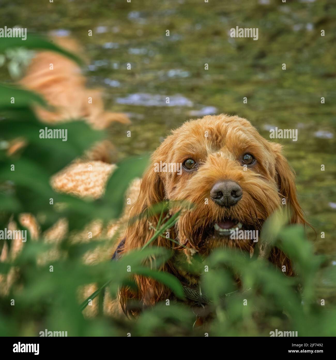 Un cocapoo rouge qui se cache derrière un buisson lors de sa promenade ...