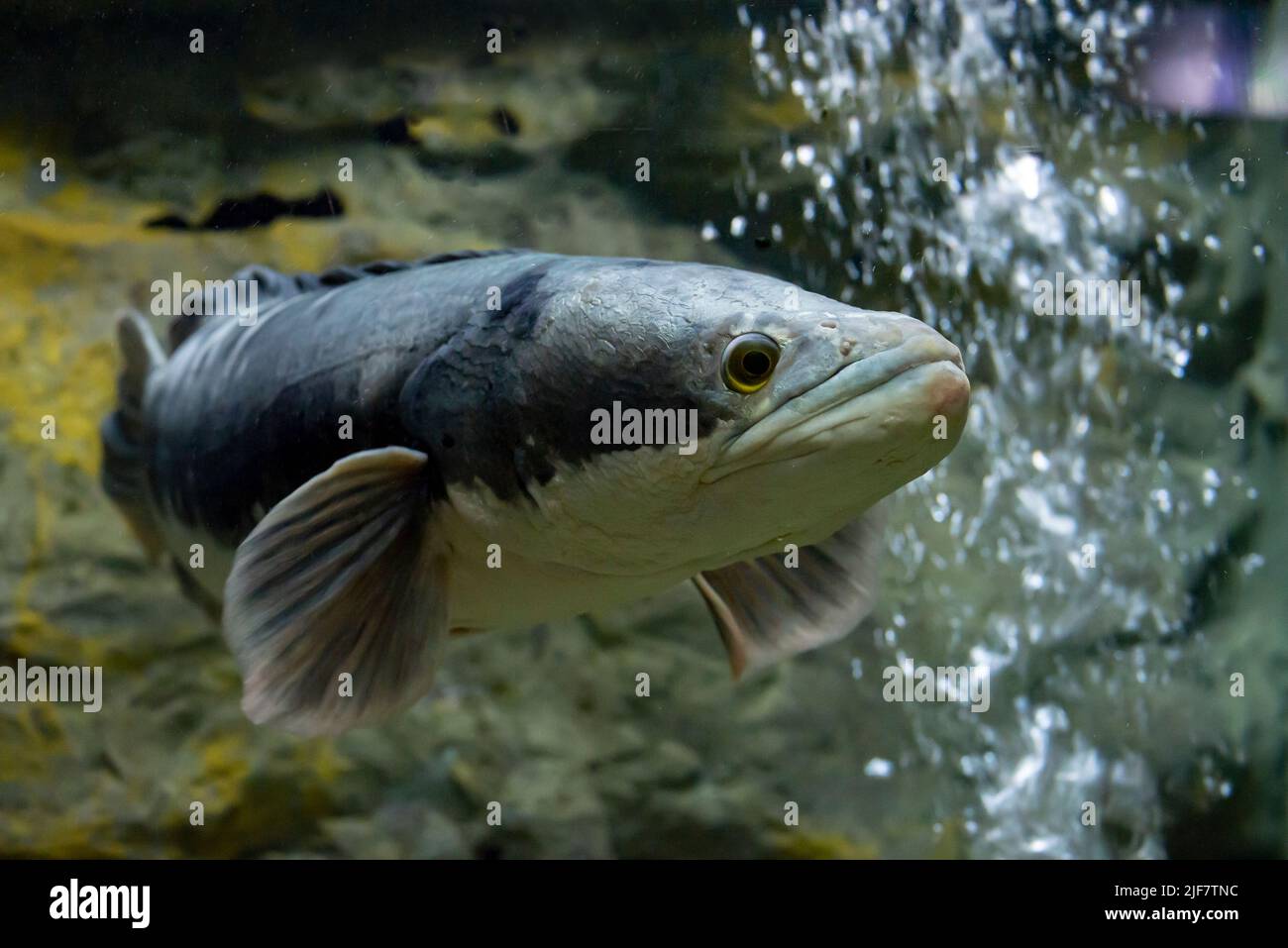 Channa fish Banque de photographies et d’images à haute résolution - Alamy