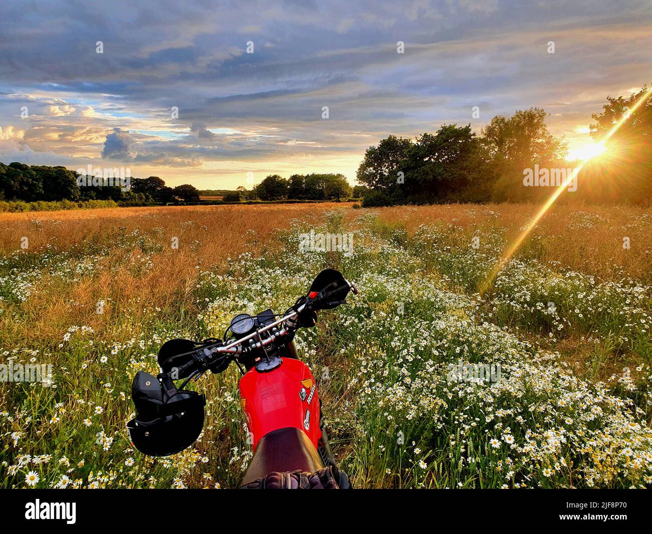 Moto dans un champ de fleurs lors d'une soirée d'été dans la campagne ...