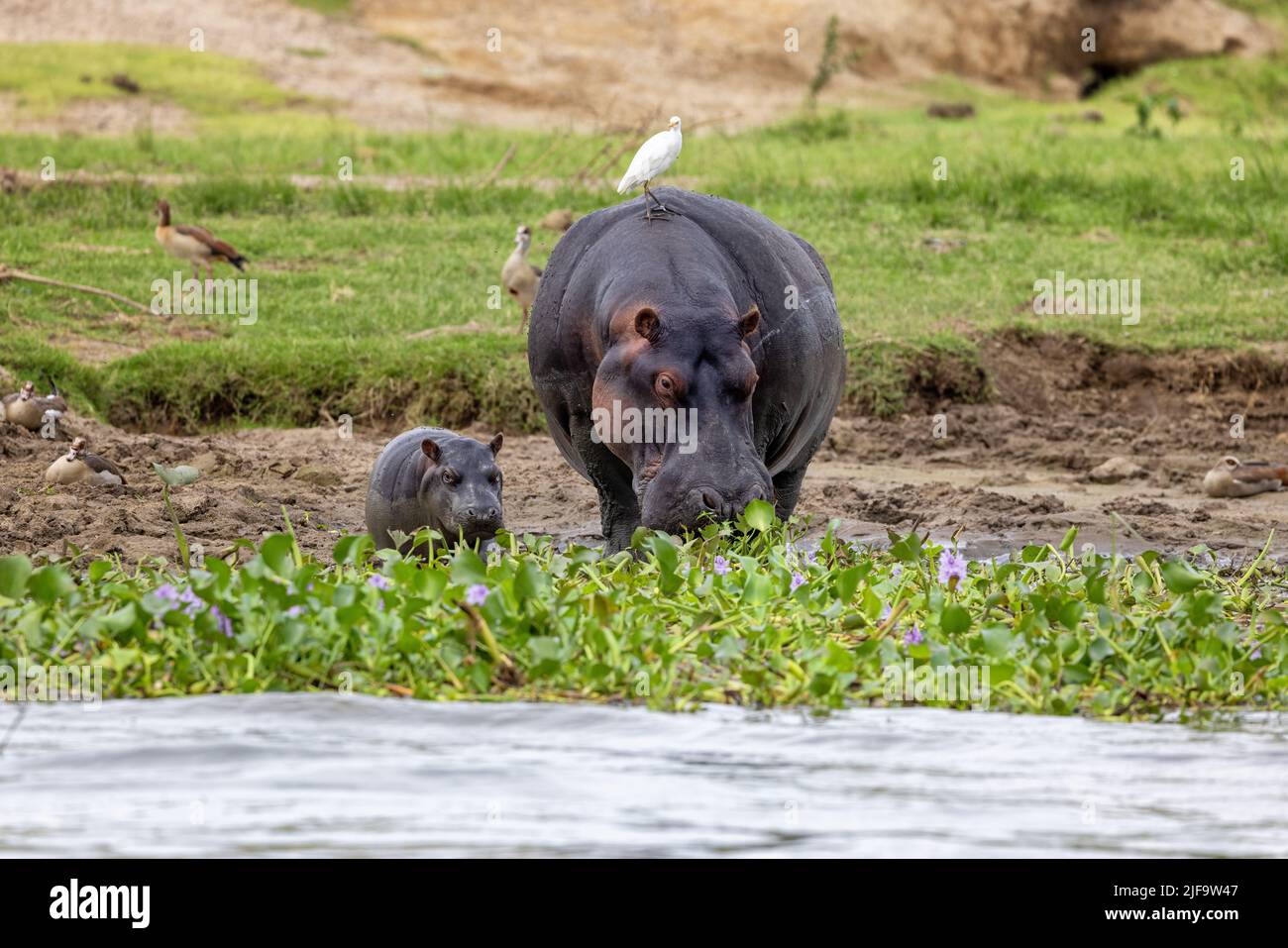 Mollet gros Banque de photographies et d’images à haute résolution - Alamy