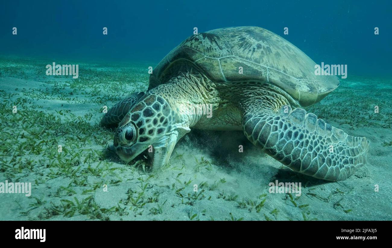 La tortue de mer mange de l'herbe de mer verte sur le fond marin ...
