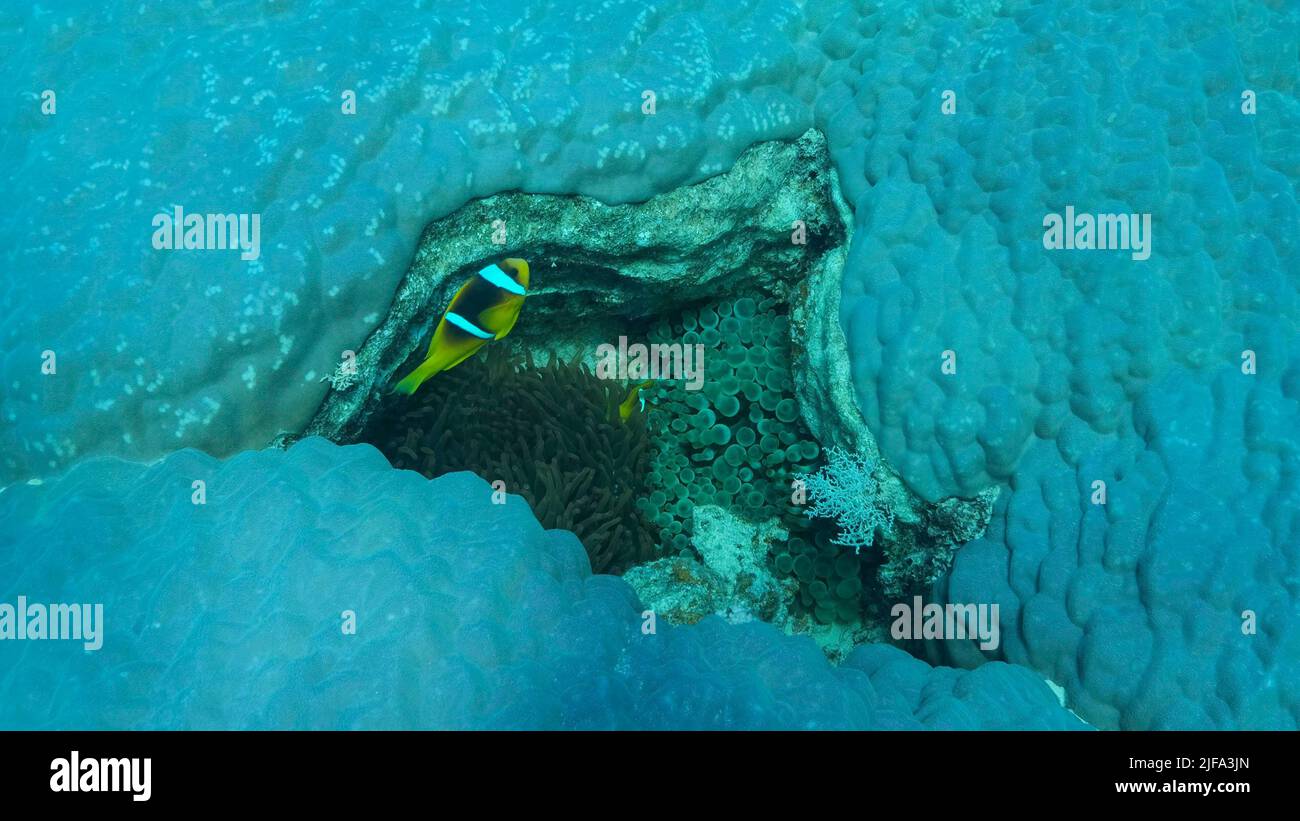 Les poissons clown tourbillent sur l'anémone dans la fissure d'un ...