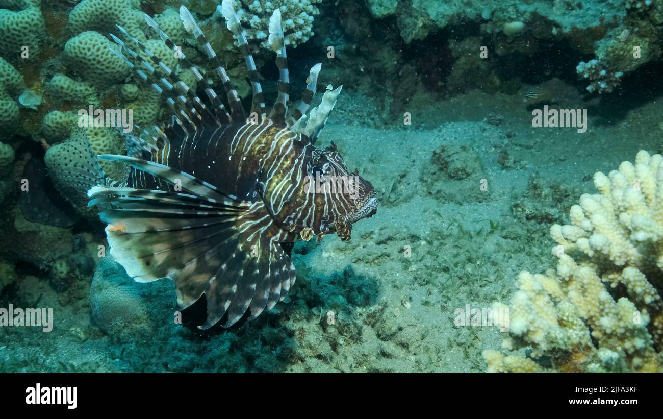 Poisson-Lion commun ou Rouge (Pterois volitans) poisson-Lion nagez près ...