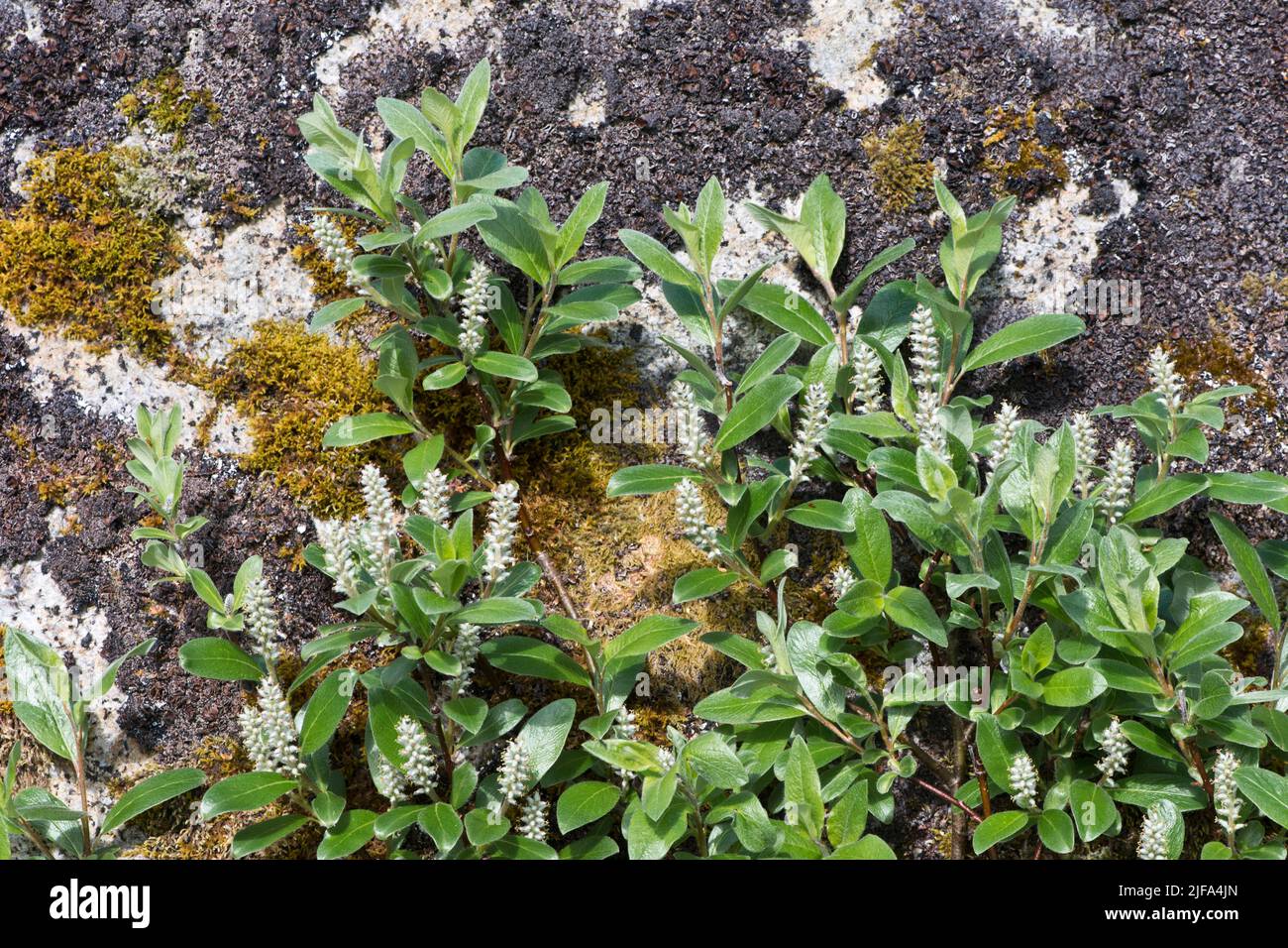 Salix repens Banque de photographies et d’images à haute résolution - Alamy