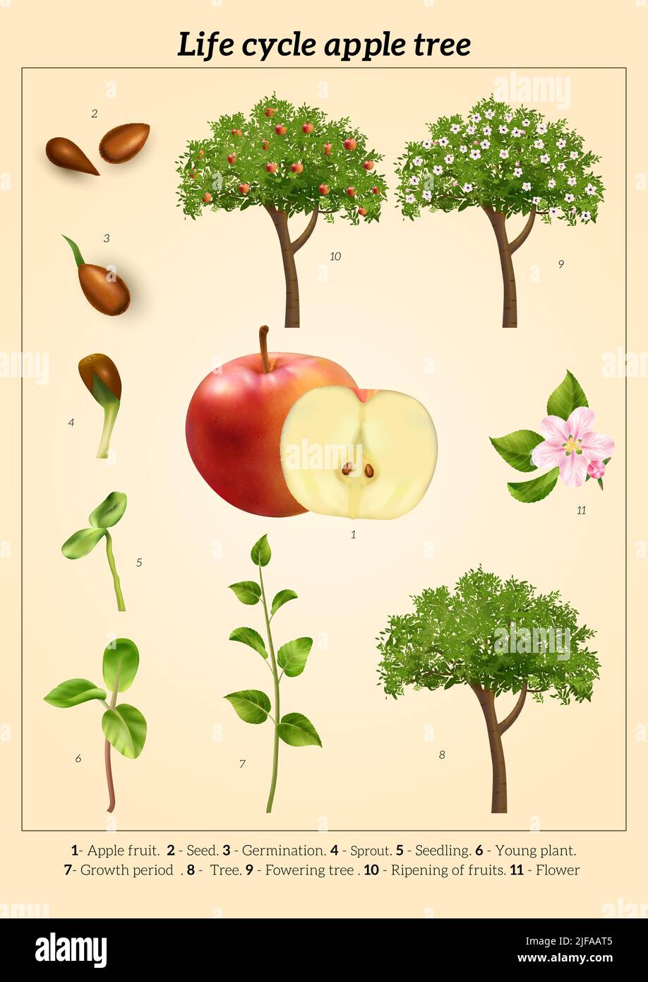 Life cycle of apple tree Banque d'images vectorielles - Alamy