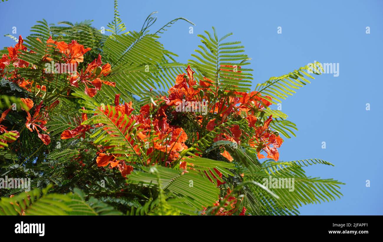Belle branche de fleurs rouges arbre de la flamme (Delonix regia) en ...