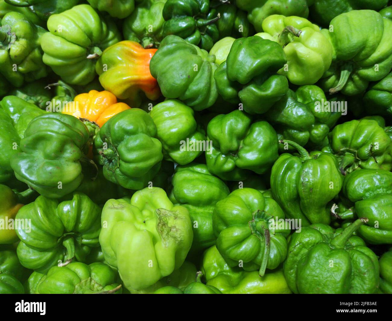 Piment habanero Banque de photographies et d’images à haute résolution ...