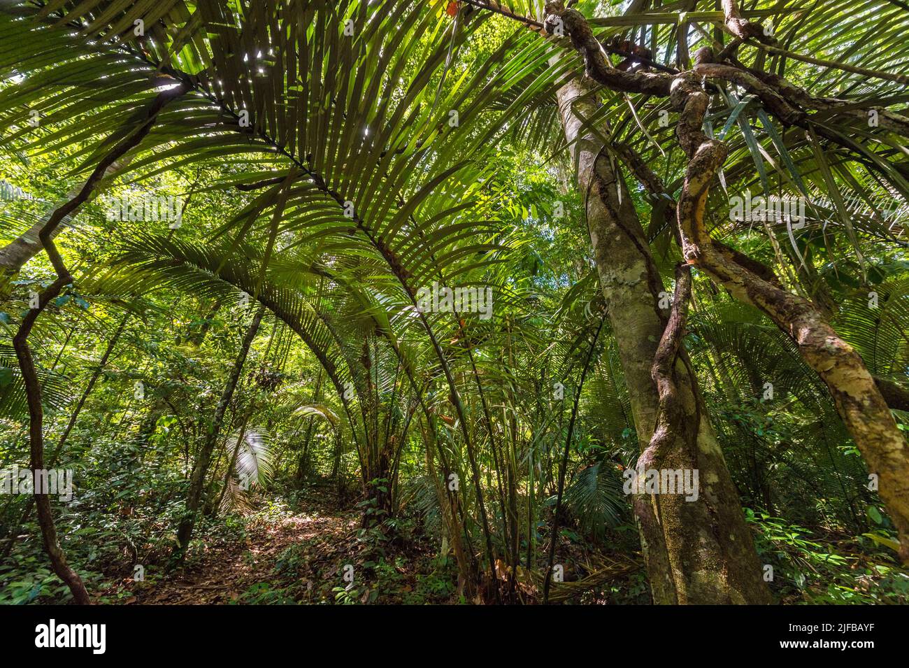 France, Guyane française, Parc amazonien, zone cardiaque, Saül, Sous ...
