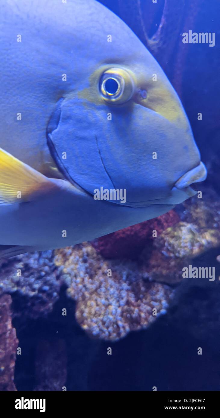 Ocean surgeonfish Banque de photographies et d’images à haute ...