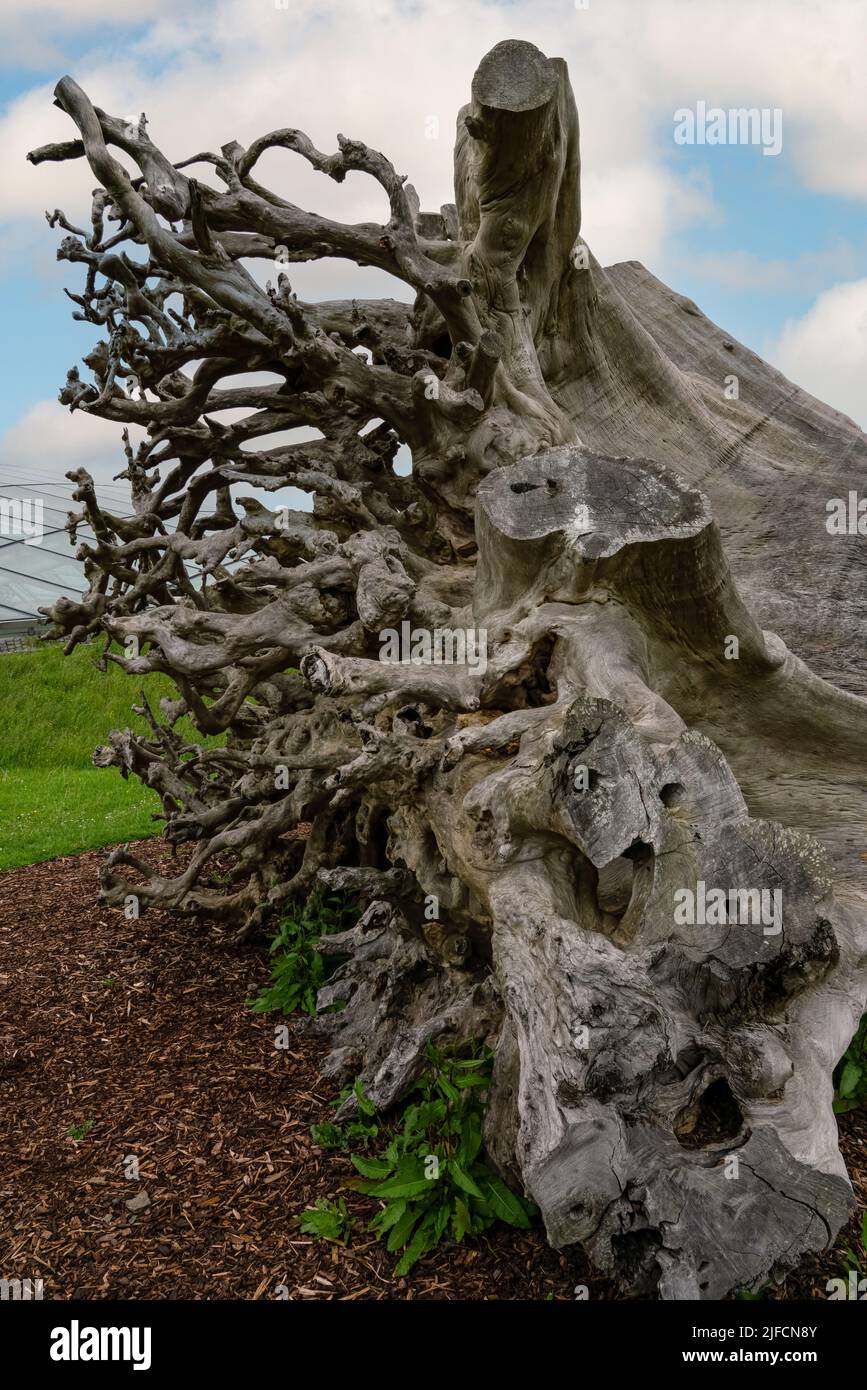 gros plan d'un tronc d'arbre massif depuis longtemps abattu, vieilli et ...