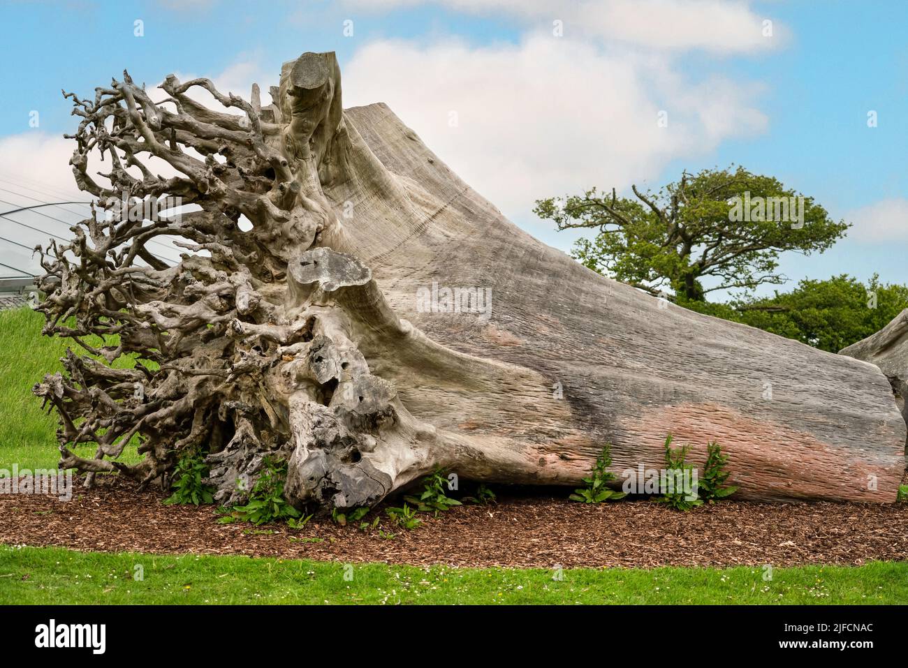 gros plan d'un tronc d'arbre massif depuis longtemps abattu, vieilli et ...
