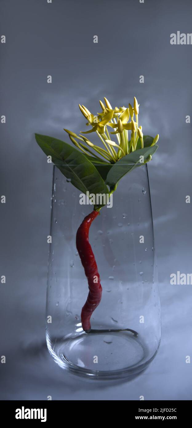 Fleur de piment Banque de photographies et d’images à haute résolution ...