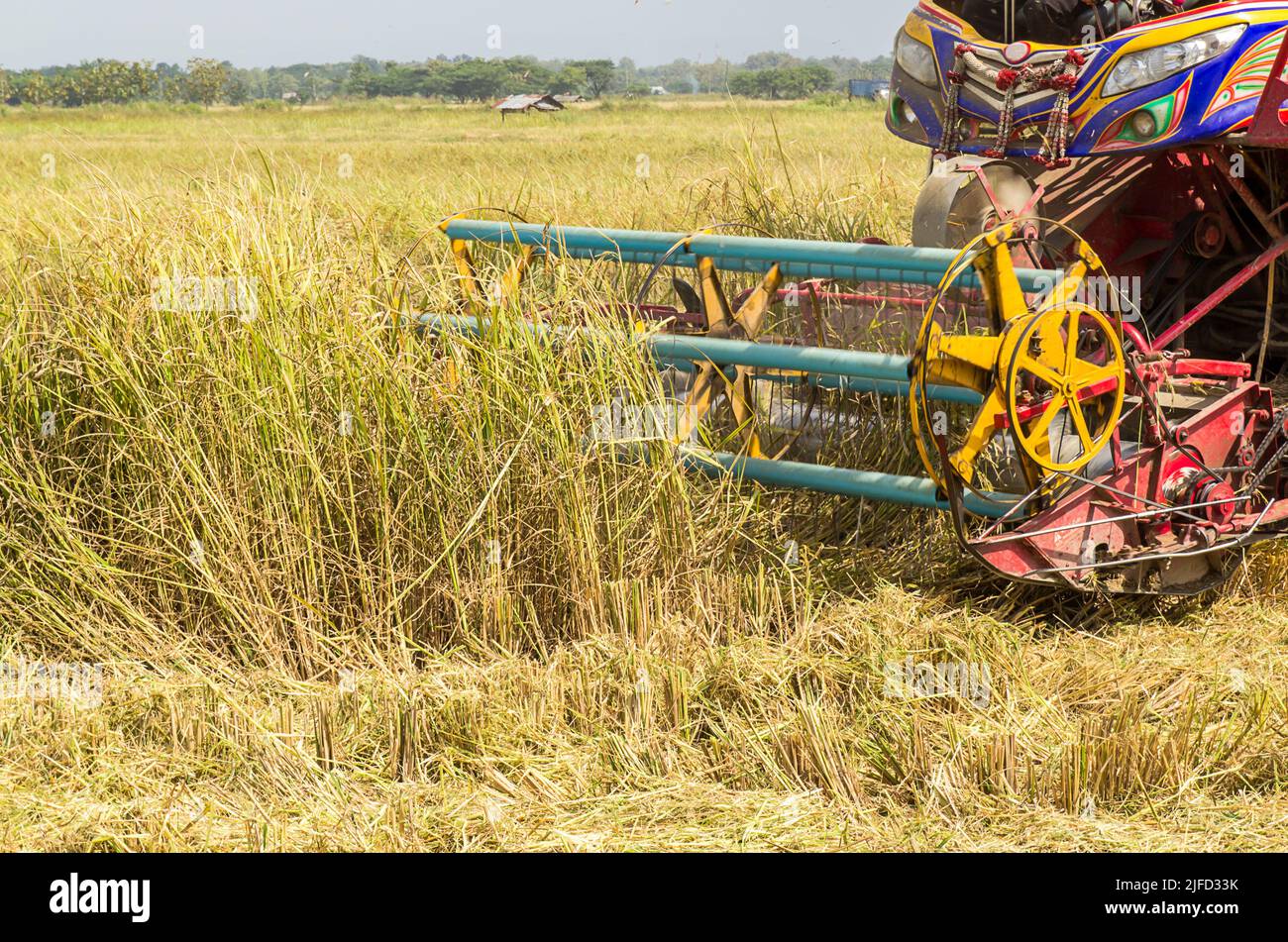 Récolter le vannage du battage Banque de photographies et d’images à ...