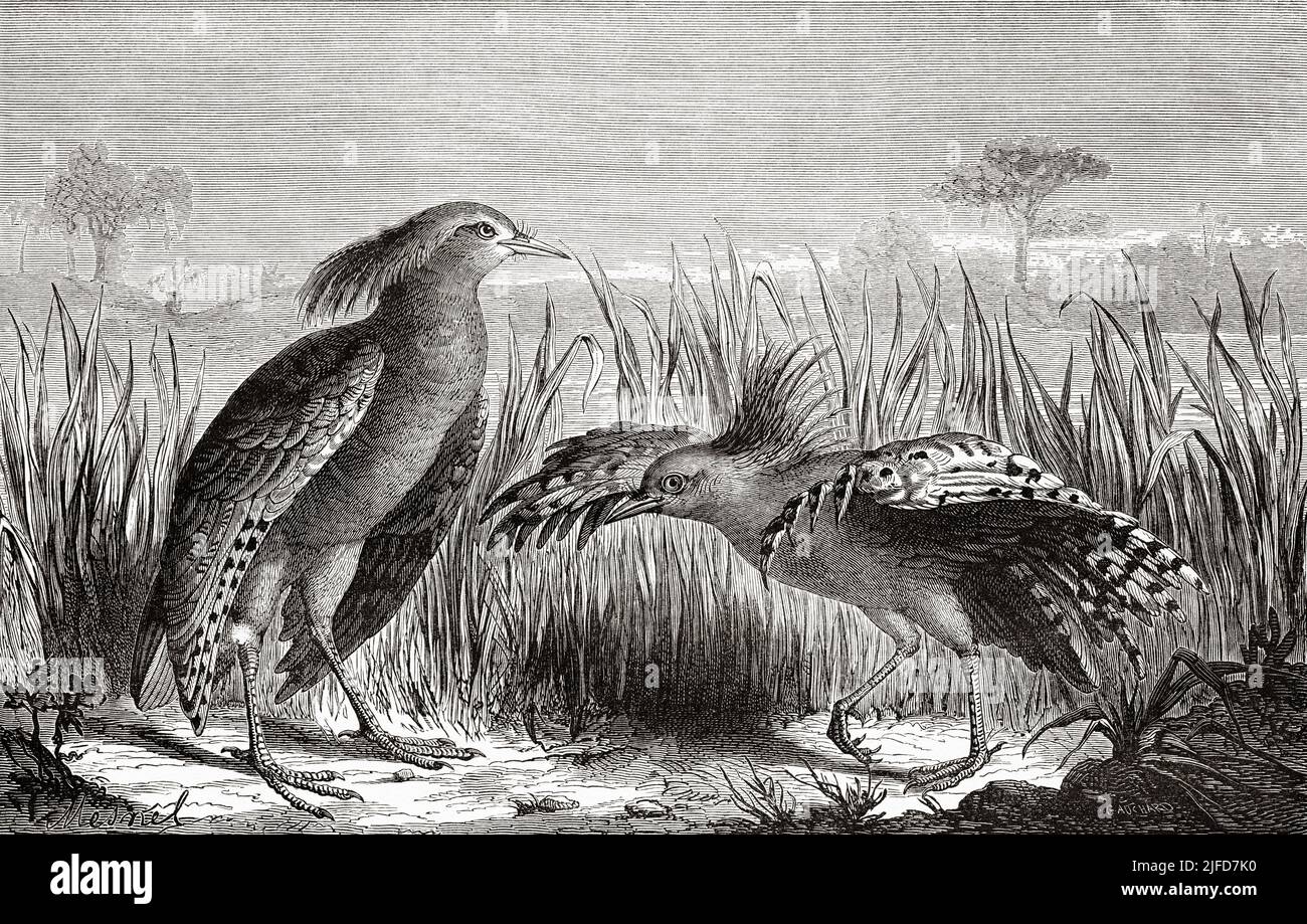 Le kagu ou cagou (Rhynochetos jubatus) est un oiseau à pattes longues ...