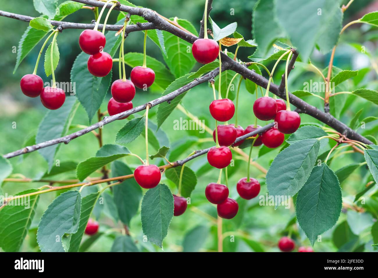 Grappe cerises sauvages Banque de photographies et d’images à haute ...