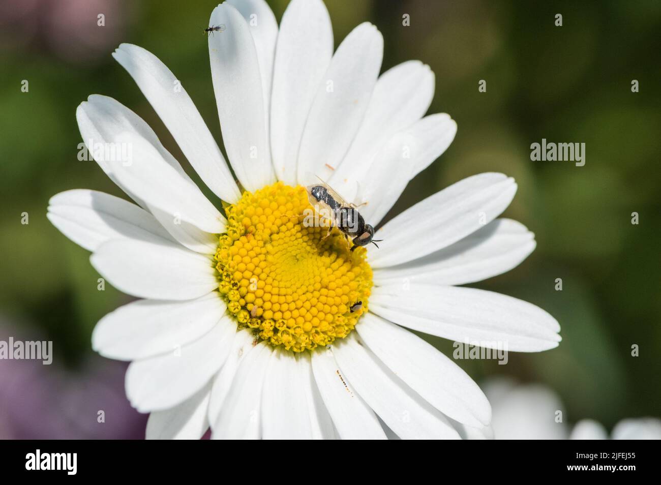 Nemotelus pantherinus Banque de photographies et d’images à haute ...