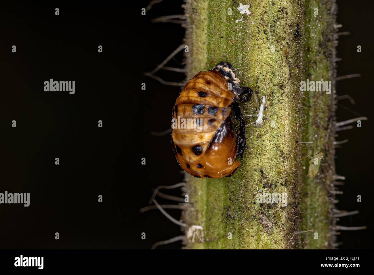 Beetle pupa Banque de photographies et d’images à haute résolution - Alamy
