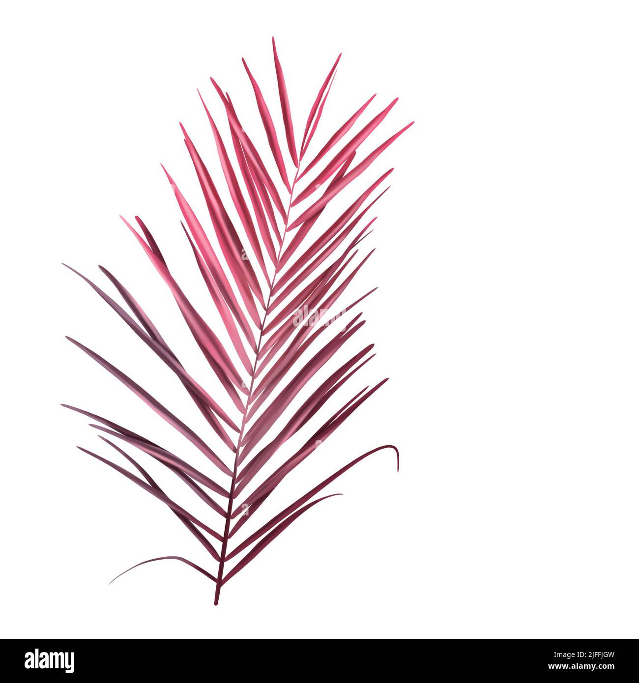 Feuille de palmier rose aquarelle. Feuillage tropical isolé sur fond ...