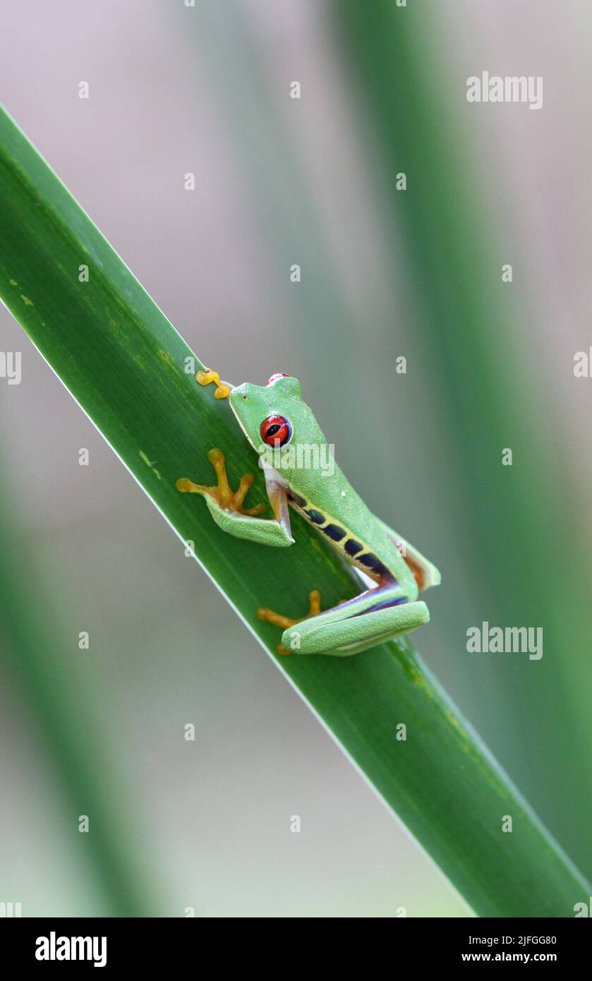 Rainette sur une feuille Banque de photographies et d’images à haute ...