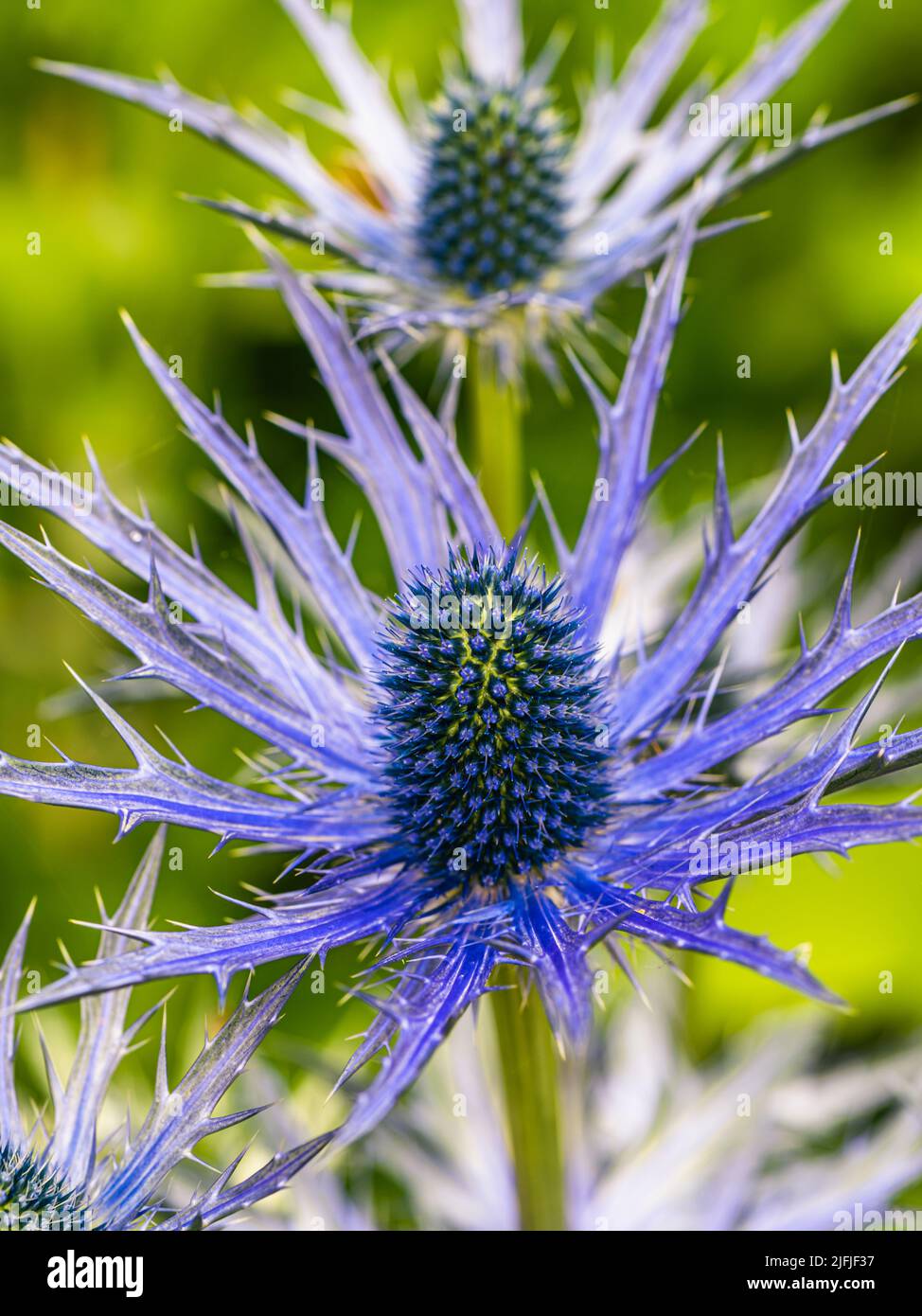 Eryngium planum blue hobbit Banque de photographies et d’images à haute ...