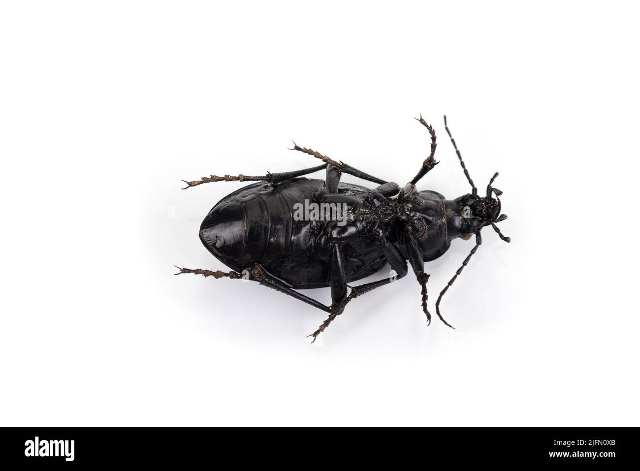 Carabus coriaceus Banque de photographies et d’images à haute ...