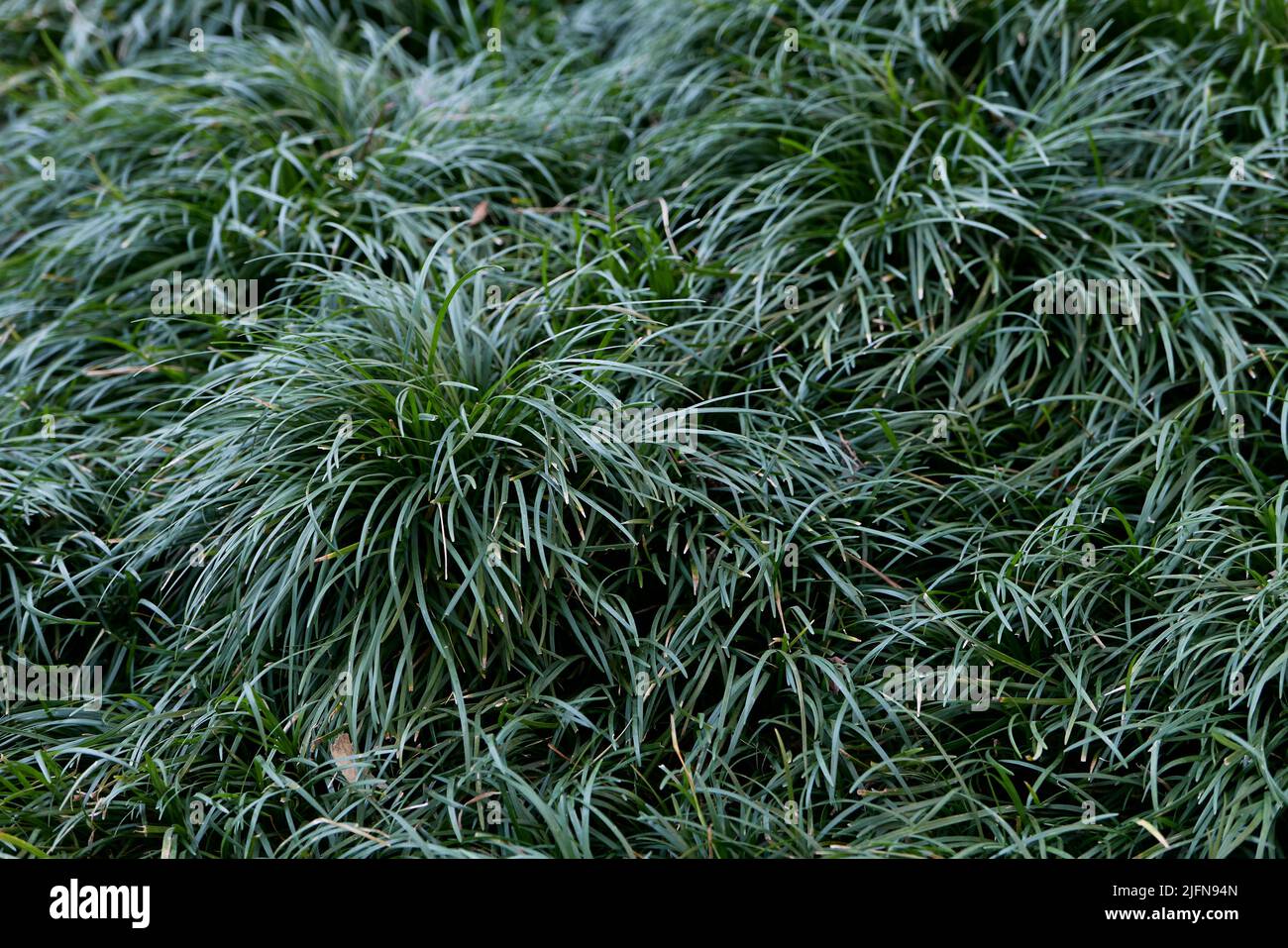 Convallaria japonica ophiopogon japonicus Banque de photographies et d ...