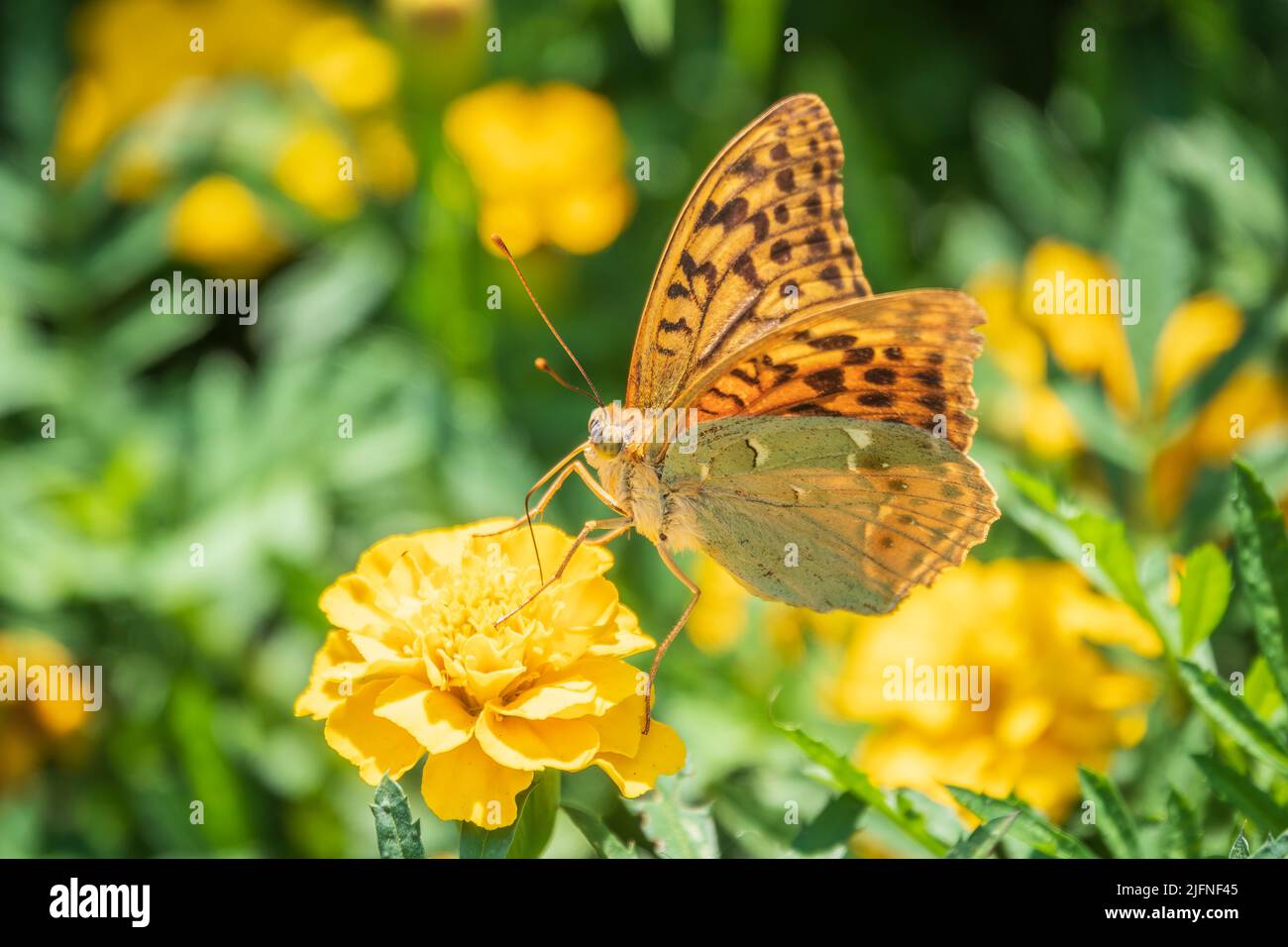 Le papillon fritillaire vert foncé recueille le nectar sur la fleur ...