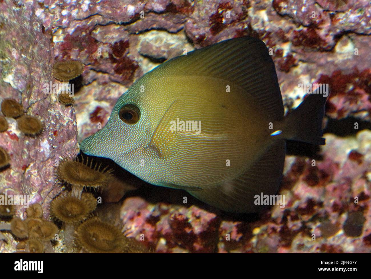 Zebrasoma scopas Banque de photographies et d’images à haute résolution ...